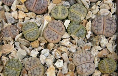 Lithops Scrapbook I