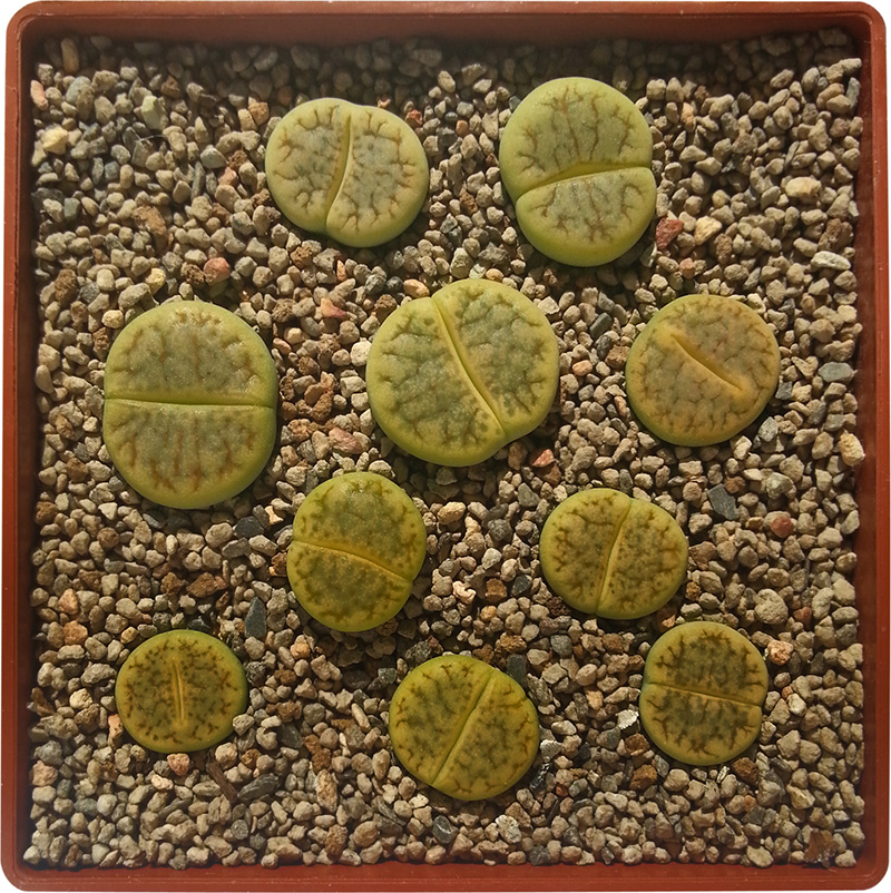 Lithops Scrapbook I